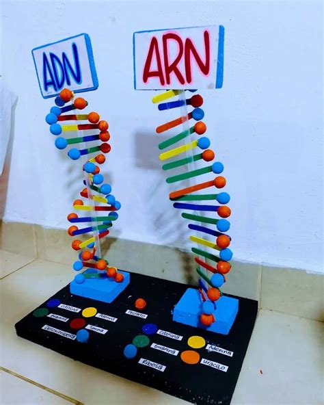 Maqueta Estructura Del Adn Y Arn Instagram Créditos Mava