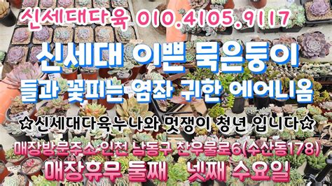 💕신세대다육 01041059117💕 이쁜 묵둥이 아이들 올려드립니다 주문은 전화보다 문자로 주세요🙏 Youtube