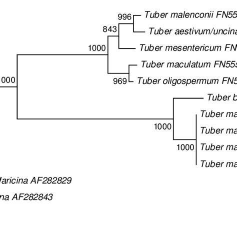 The Ml Phylogenetic Tree Based On Partial Beta Tubulin Gene Partial
