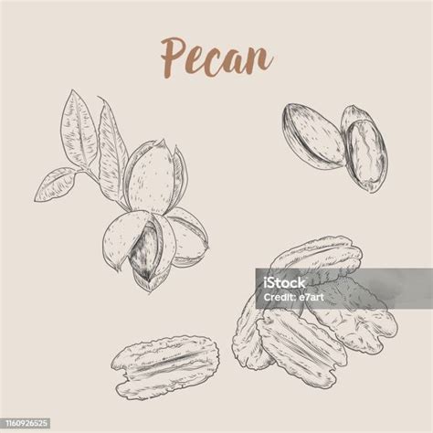 벡터 피칸 일러스트 스케치입니다 손으로 빈티지 스타일로 그려져 있습니다 견과에 대한 스톡 벡터 아트 및 기타 이미지 견과 피칸 드로잉 Istock