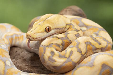 Tiger Vs Python Who Wins In A Fight Vital Facts