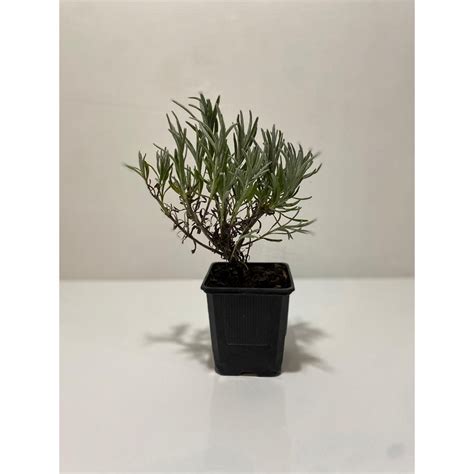 Lavanda Alba La Ghiveci 15 20 Cm