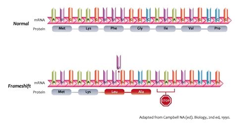Mutation Types Biology