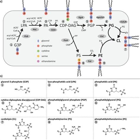 Overview Of Phospholipid Synthesis Pathways In E Coli A And Chemical