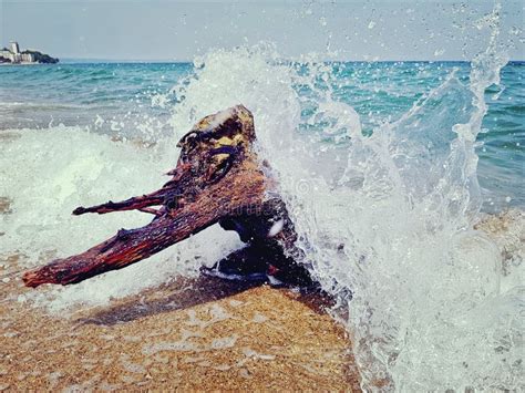 Root And Wave Stock Image Image Of Outdoor Beach Leave 117775327