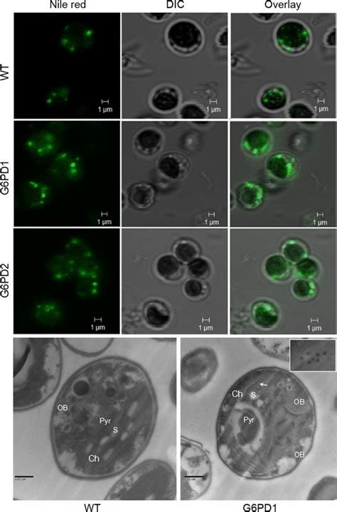 Cell Morphology Observation And Subcellular Localization Of Ptg6pd