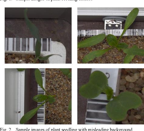 figure 1 from plant seedling classification using preprocessed deep cnn semantic scholar
