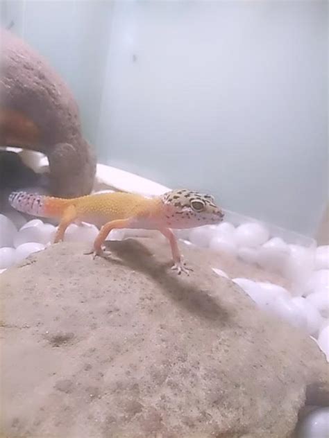 Candy R Leopardgeckos