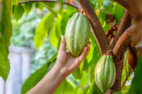 Cacao Trees 101 From Cacao Plants To Cocoa Beans