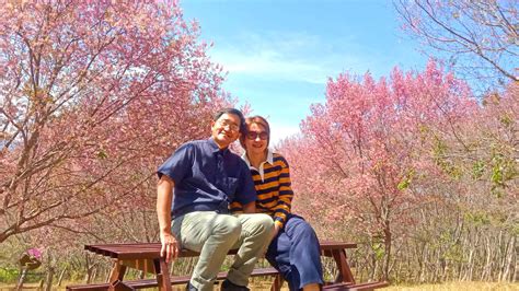 🌸อัปเดตภูลม ภูลมโล ซากุระเมืองไทย นางพญาเสือโคร่ง กกสะทอน