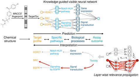 Modeling Compound Response To Toxicity Assay With Dtox For Toxicity