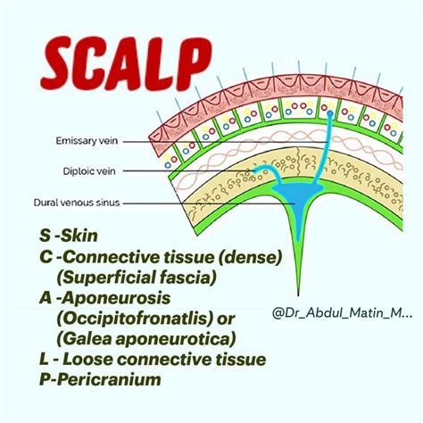 Scalp Layers Mnemonic Scalp Loose Connective Tissue Mnemonics Scalp Layers Mnemonic Scalp Loose Connective Tissue Mnemonics