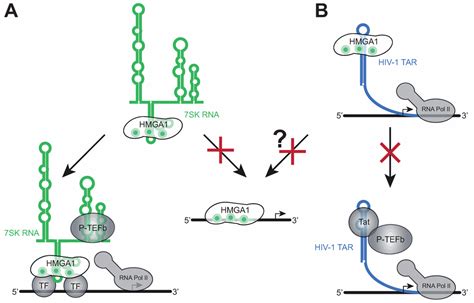Biomolecules Special Issue RNA Binding ProteinsStructure Function Networks And Disease