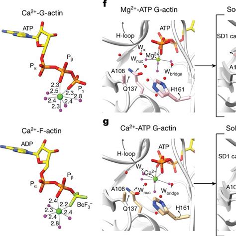 Water Relocation During The G To F Actin Transition A Schematic Download Scientific Diagram