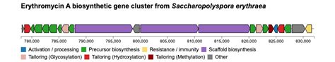 Gene Cluster Visualizations • Geneviewer