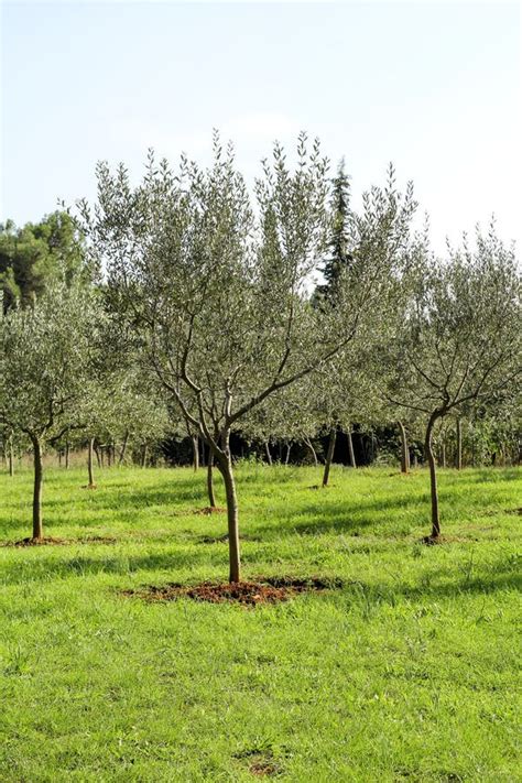 Olive Grove Concetto Delle Olive Tradizione Olivo Vista Di Un Oliveto Prima Della Raccolta