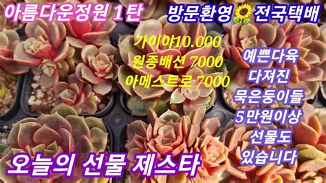 아름다운정원 국민이군생 창들도 착한가격에 5만원이상 무료배송 선물도 준비했습니다 소후렌대품그린써프불루걸스