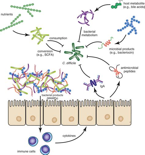 Clostridioides Difficile Formerly Clostridium Difficile Infection Clinical Tree