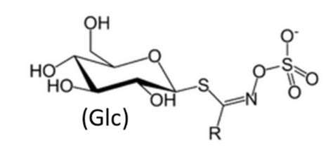 Glucosinolate Structure In The Schematic Structure Of Glucosinolate R Download Scientific