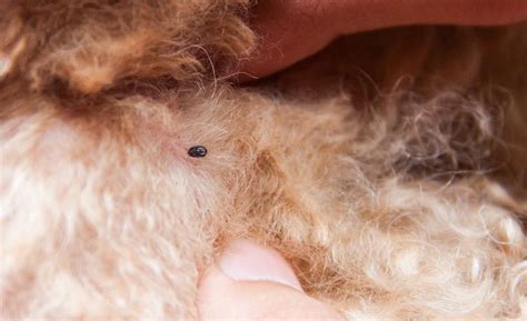 Do Ticks Lay Eggs Under Dogs Skin At Gabrielle Krefft Blog