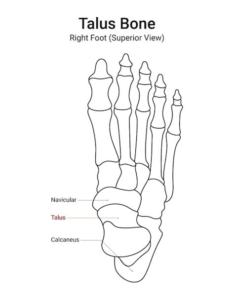 Premium Vector Diagram Of Talus Bone Right Foot Superior View
