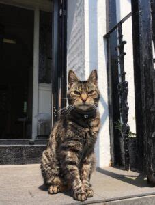 George The Cat Becomes Helensburghs Tourism Ambassador The Lochside