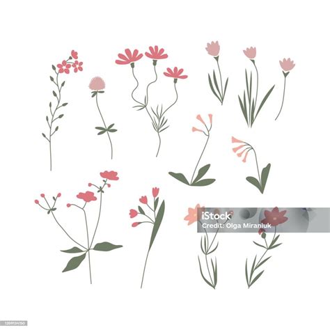 핑크 플라워 세트와 벡터 색상 손 그린 일러스트 미니멀 한 야생화의 큰 컬렉션 로고 디자인 문신 엽서용 개체 그룹에 대한 스톡 벡터 아트 및 기타 이미지 Istock