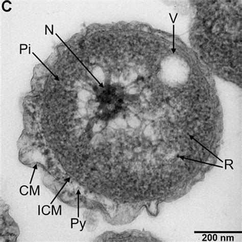 Phage Facilitates Nitrogen Metabolism In Newly Discovered Deep Sea Bacteria
