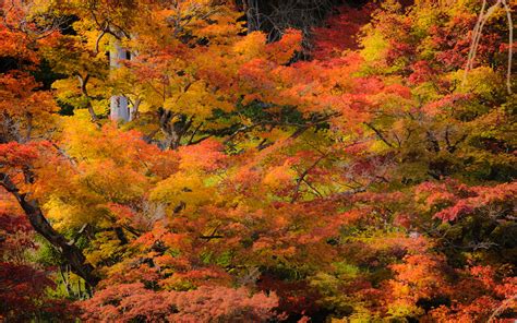 Fall Colors Background ·① Wallpapertag