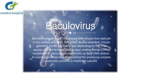 Baculovirus Efficient Tool For Protein Expression Ppt