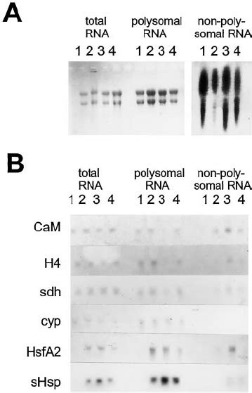 Rna Distribution During Heat Stress And Recovery Total Polysomal And