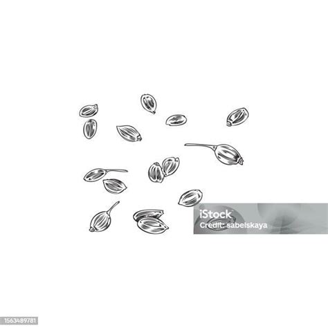 딜 식물의 마른 씨앗은 손으로 그린 벡터 그림을 스케치하고 분리했다 건강한 식생활에 대한 스톡 벡터 아트 및 기타 이미지 건강한 식생활 건조한 검은색 Istock