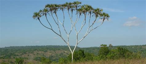 Bisection Search Like A Human Boss Selah