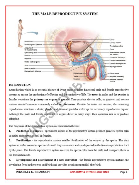 Male Reproductive System Pdf Testicle Reproductive System