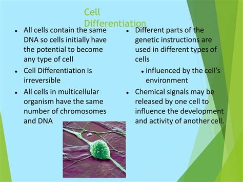 Cell Determination And Differentiation Pptx