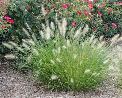 Pennisetum Alopecuroides Little Bunny Hvlan