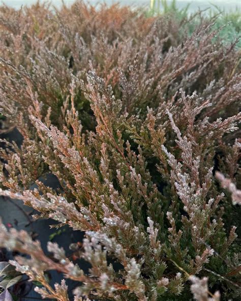 Andorra Juniper Order Online Treeland Nursery
