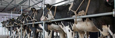 Everything you need to know about factory farming