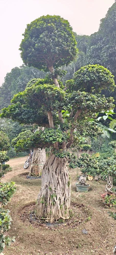 5 Feet Ficus Microcarpa Plant At ₹ 10000piece In Meerut Id