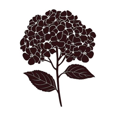 Premium Vector A Hydrangea Flower Vector Silhouette Isolated On A