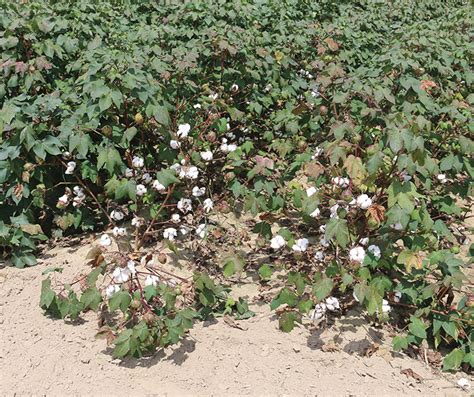Annual Type Cotton Plants Cotton Farming