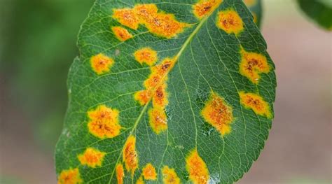 What Causes Rust Spots On Hydrangea Leaves