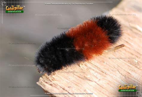 Banded Woollybear Caterpillar