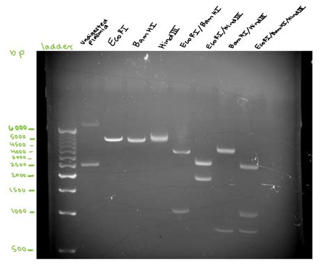 Solved What Would The Following Plasmid Map Look Like And