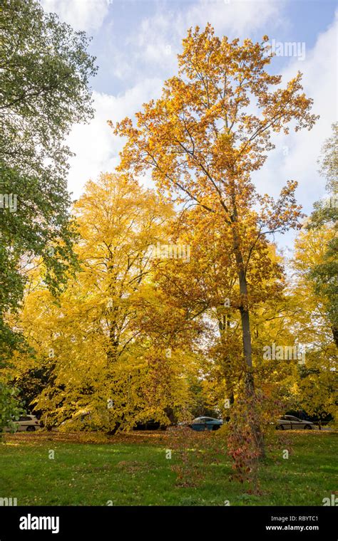 Autumn Trees Uk High Resolution Stock Photography And Images Alamy