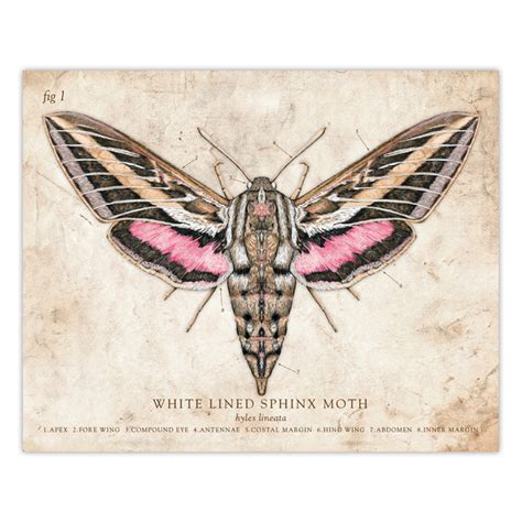 Moth Scientific Illustration