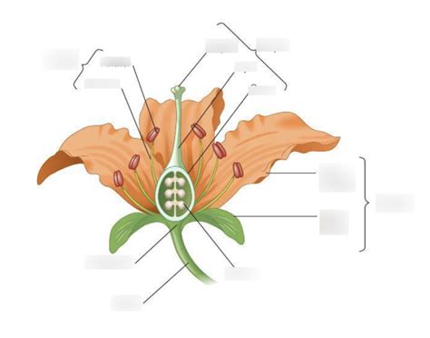 Flower Anatomy Diagram Quizlet