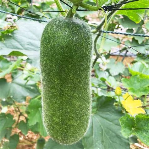 Benih Kundur Bulu 6pcshairy Gourdfuzzy Melon毛瓜种子 Lazada
