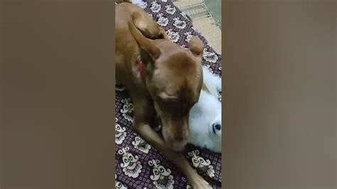 பாசம் காட்ட பணம் இனம் மொழி தேவை இல்லை அன்பு ஒன்று இருந்தால் போதும் 💓💓💓💓💚💚🐕🐕 குறுங்காட்சி Shorts