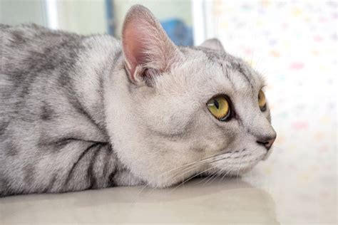 Crouching Cat Stock Photos Download 1 679 Royalty Free Photos